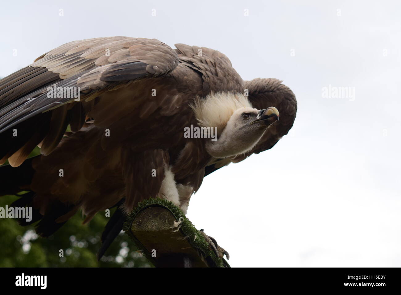 vulture on it perch at eagle heights kent Stock Photo - Alamy