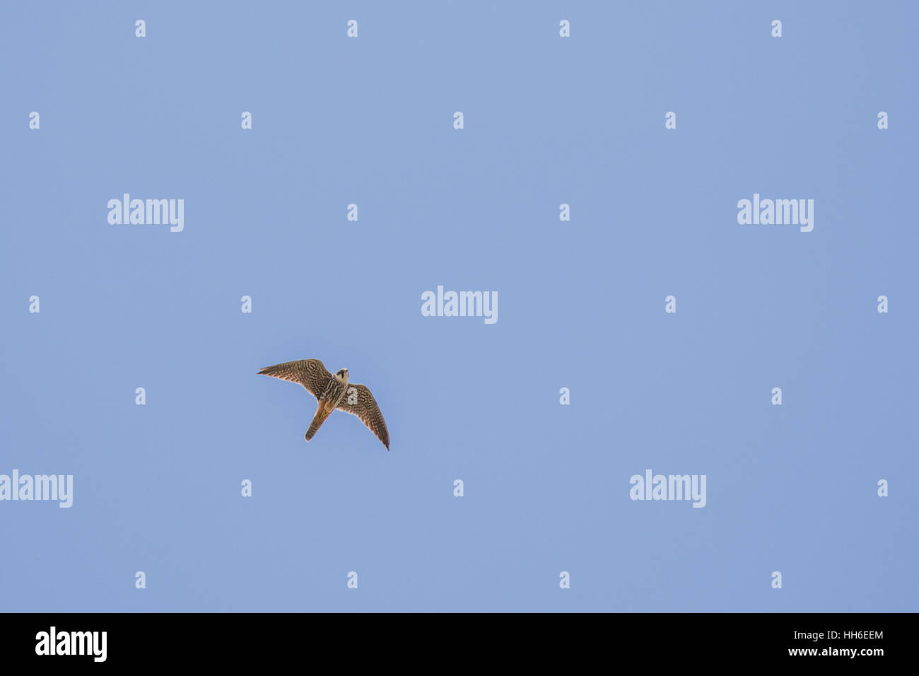 Hobby flying hi-res stock photography and images - Alamy