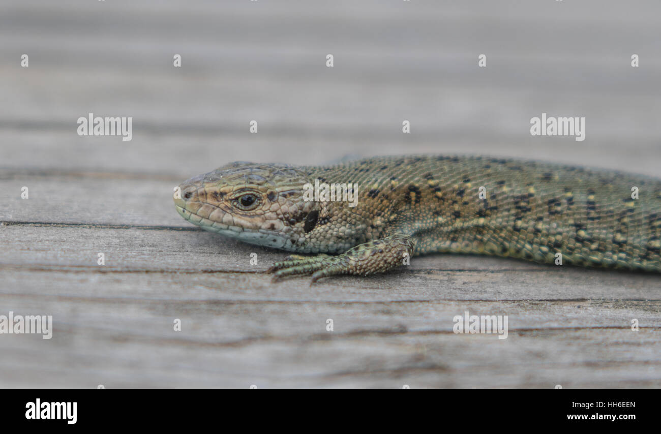 Lizard wooden plank animal wildlife hi-res stock photography and images ...