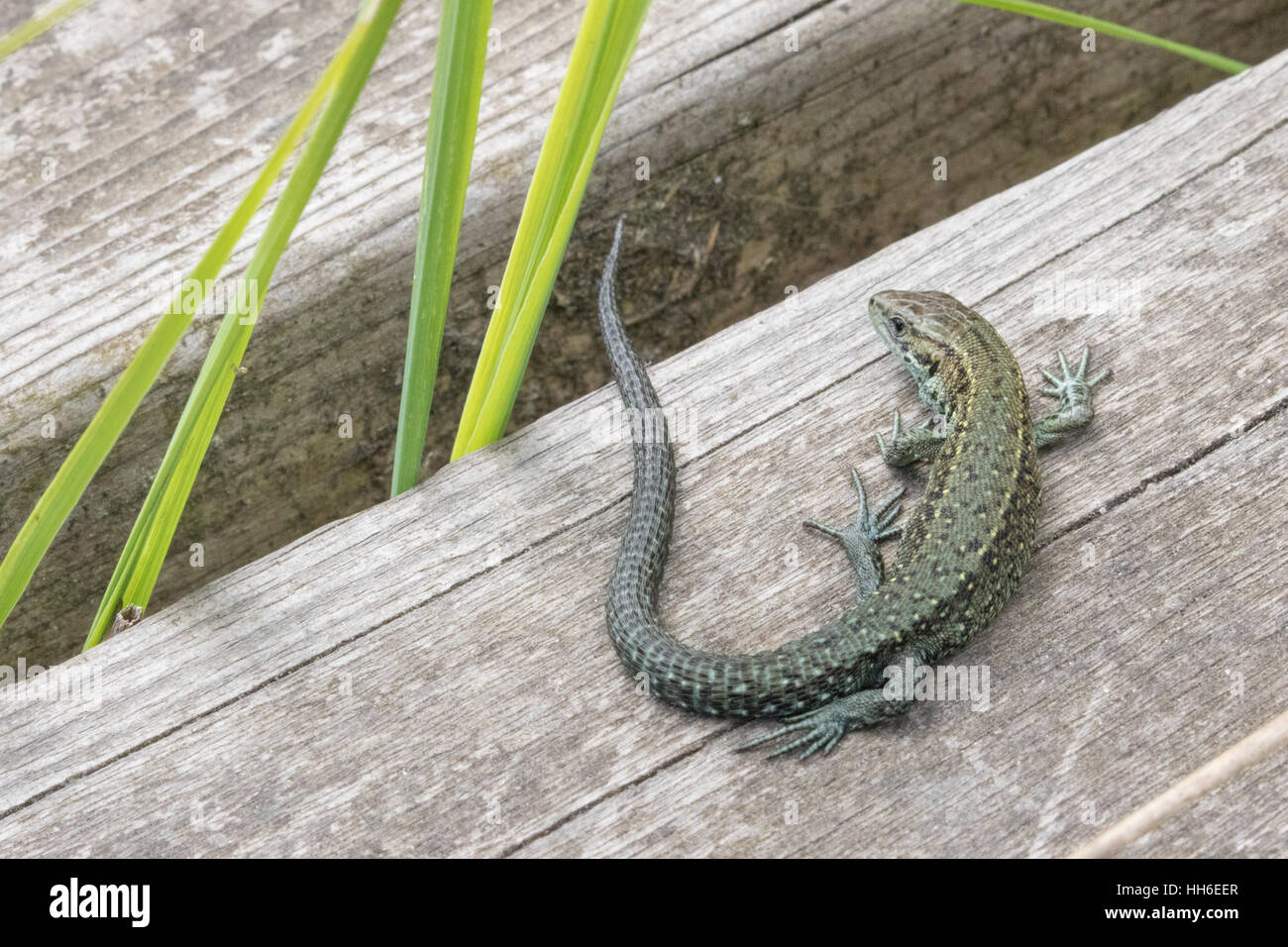 Common Lizard on Wooden Board Stock Photo - Alamy