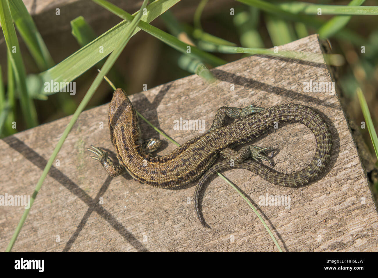 Wooden people scales hi-res stock photography and images - Alamy