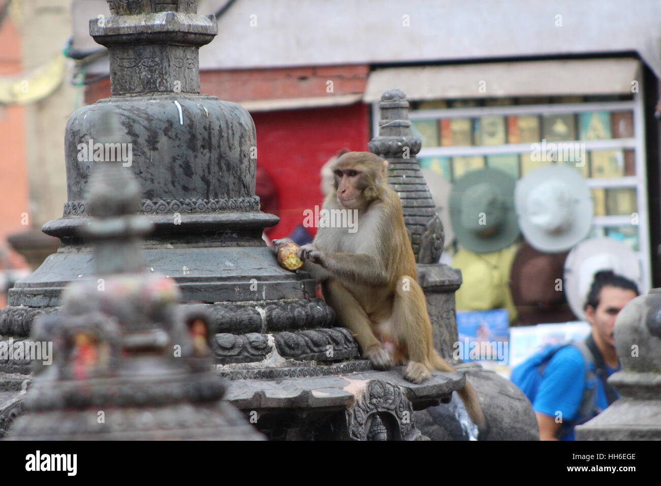 Monkey in hanuman temple hi-res stock photography and images - Alamy
