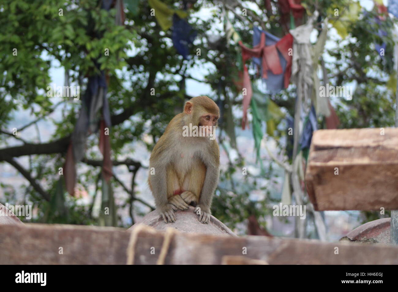 Hanuman temple delhi hi-res stock photography and images - Alamy