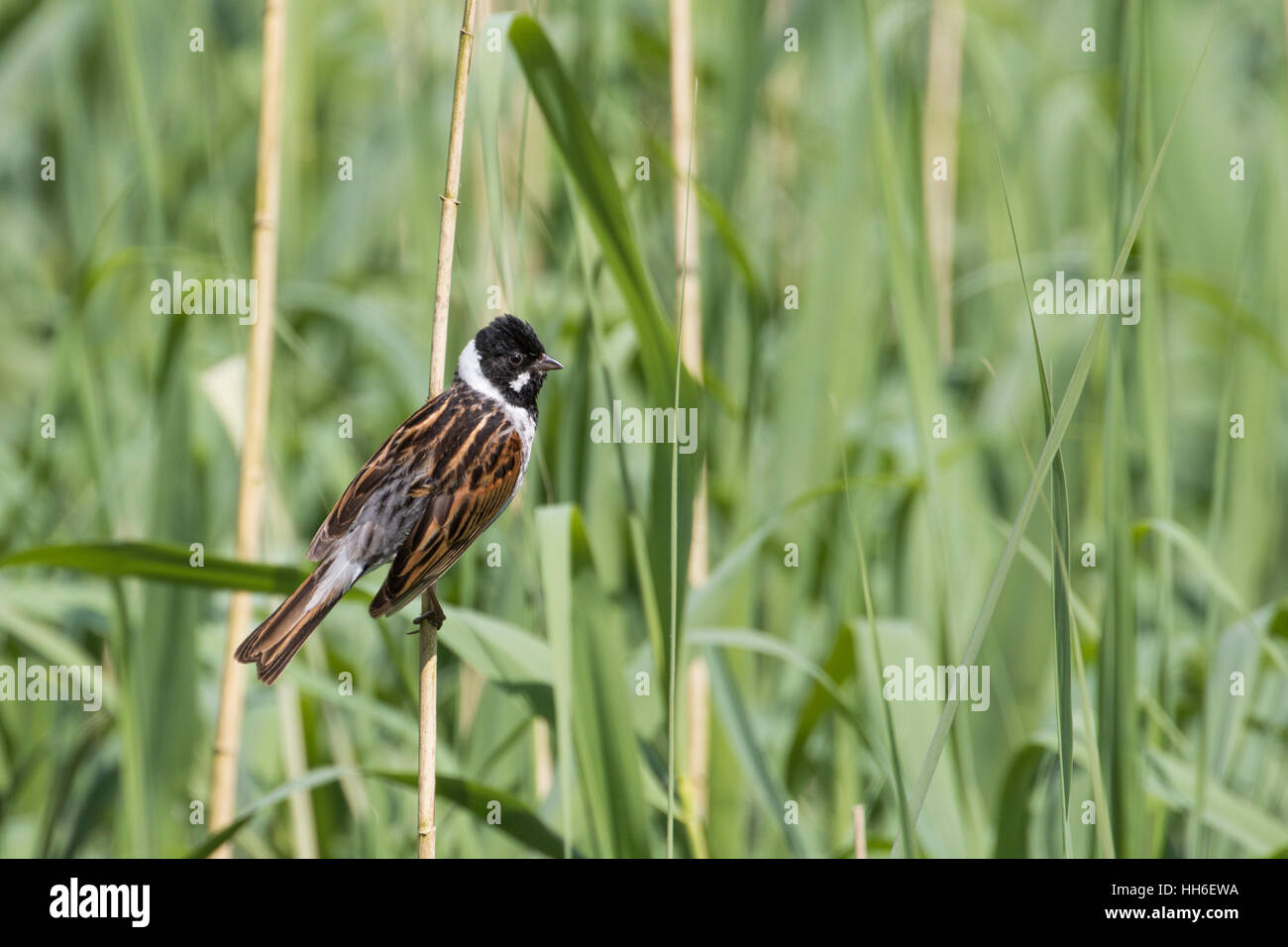 Male Reed Bunting ( Emberiza schoeniclus ) perched on Reeds Stock Photo ...