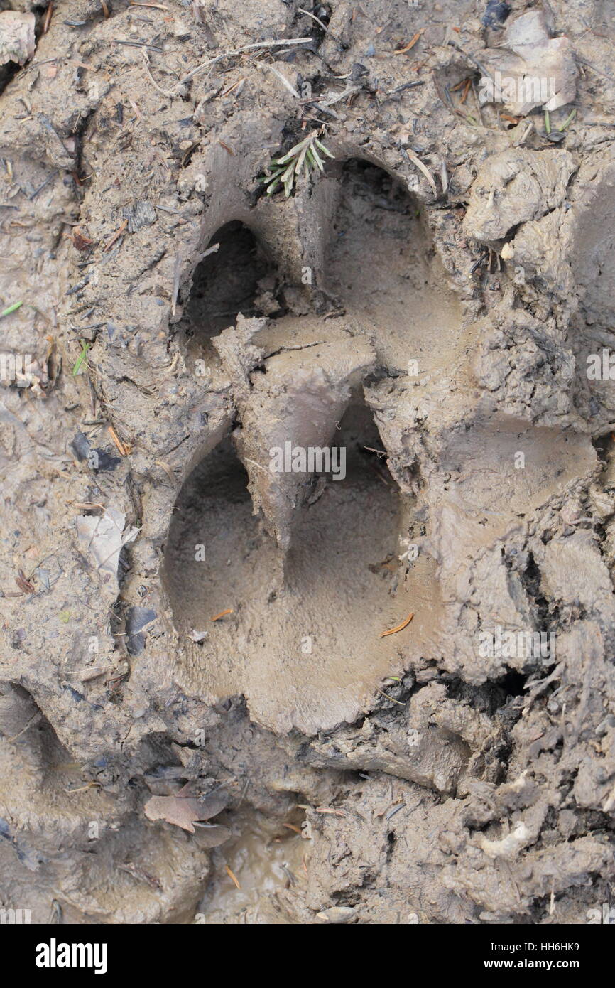 Cloven hoof hi-res stock photography and images - Alamy