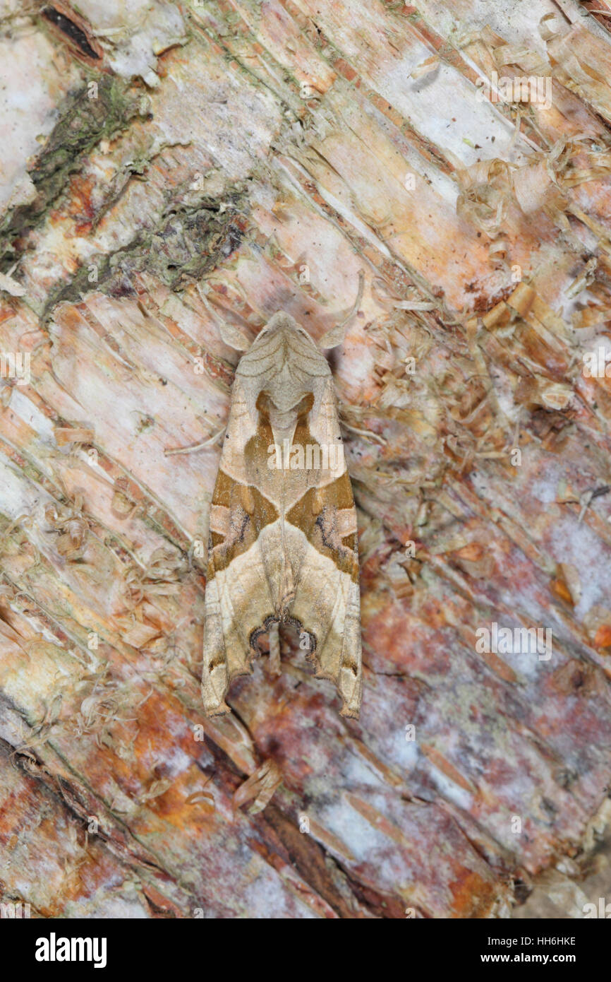 Angle Shades (Phlogophora meticulosa): a beautiful moth that looks like ...