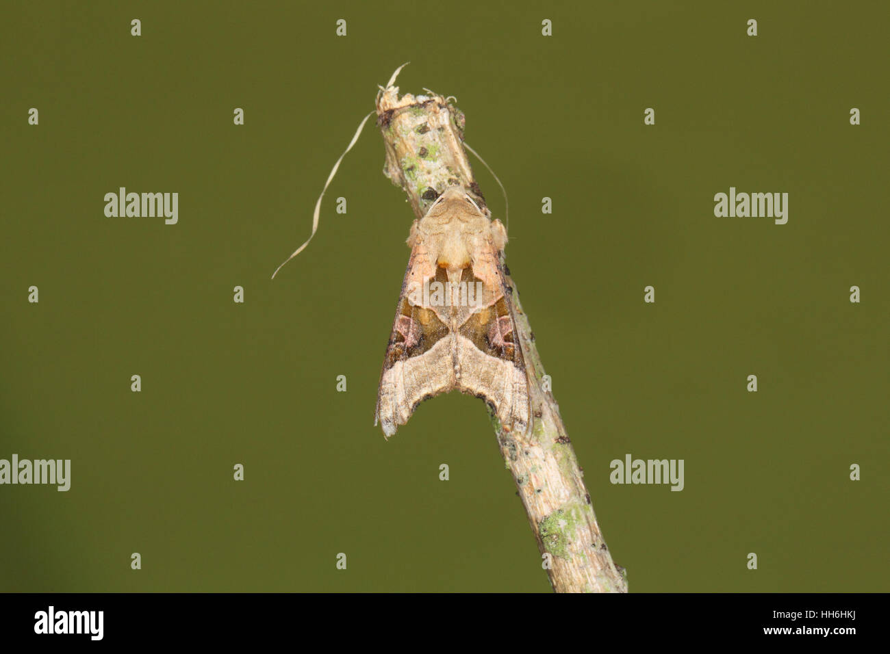 Dead leaf moth hi-res stock photography and images - Alamy