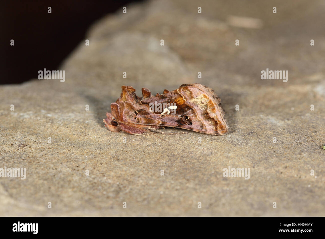 Autographa pulchrina hi-res stock photography and images - Alamy