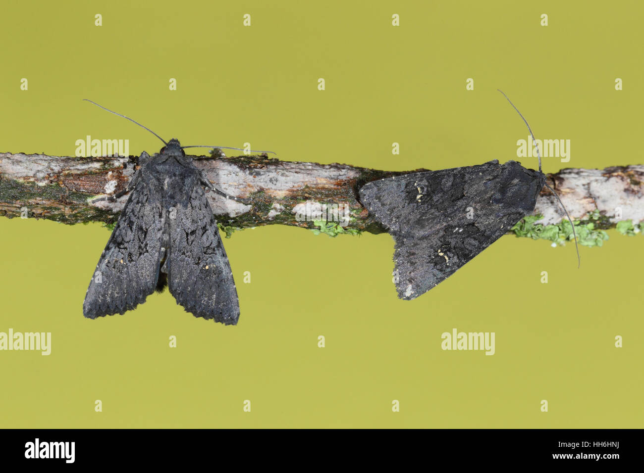 Black rustic moth hi-res stock photography and images - Alamy