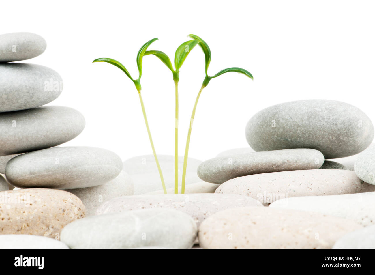 leaf, health, isolated, model, design, project, concept, plan, draft ...