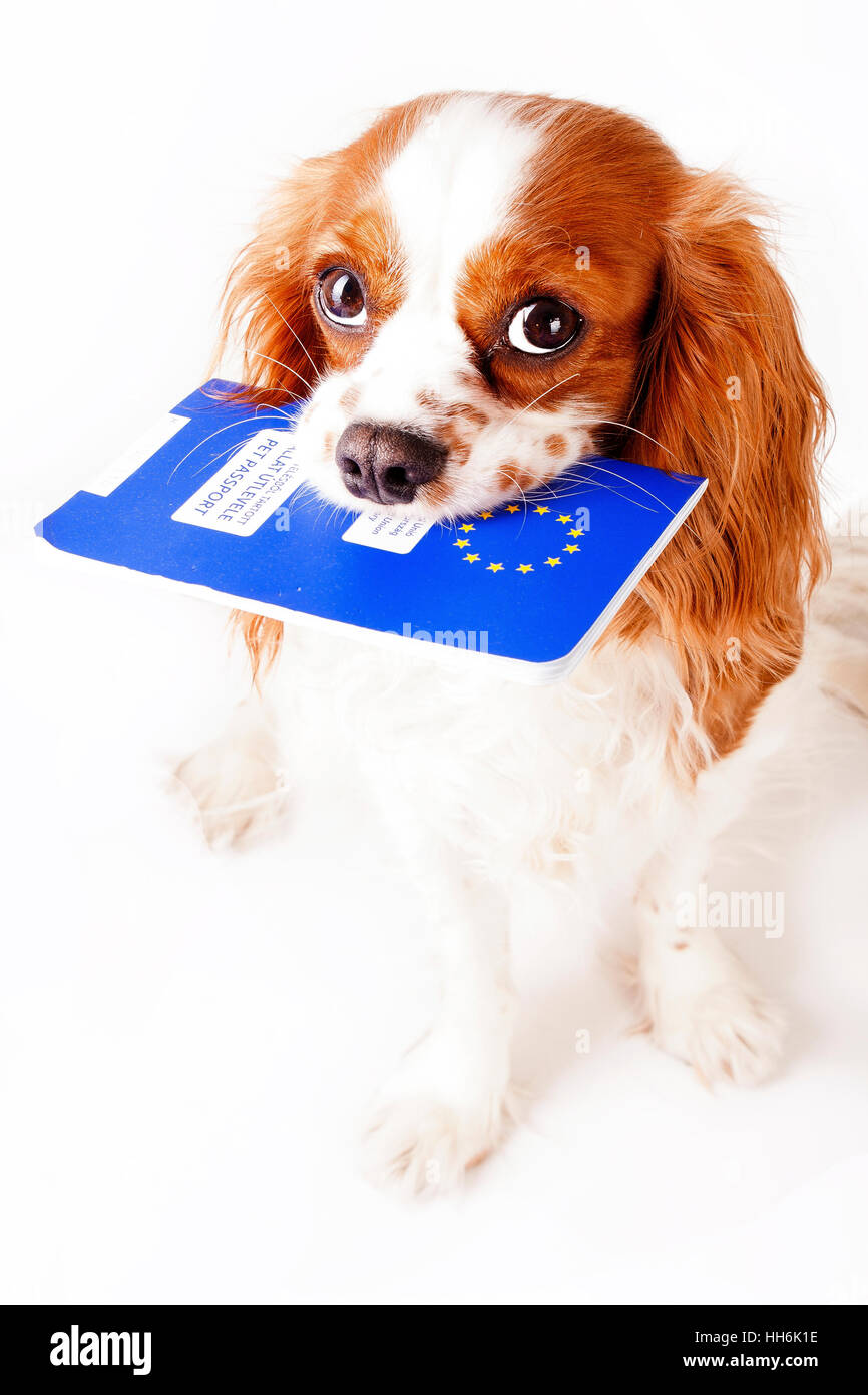 Dog pet animal passport Stock Photo - Alamy
