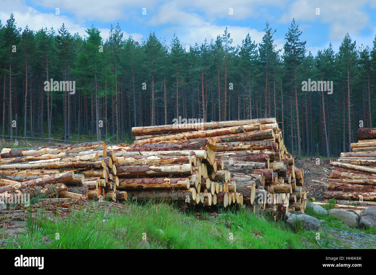 blue, tree, winter, industrial, wood, trunk, pine, cloud, cut, timber ...