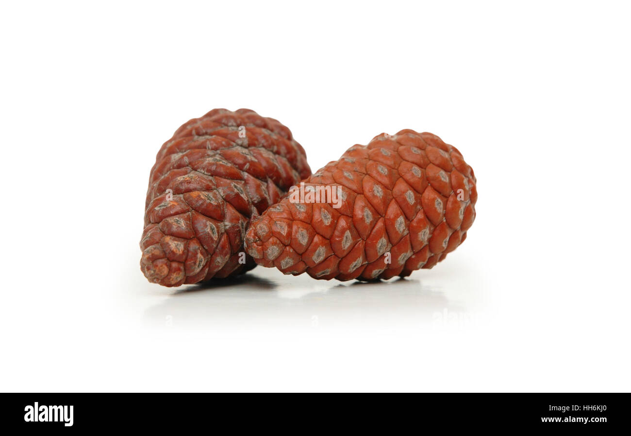 Two pine cones isolated on white Stock Photo - Alamy