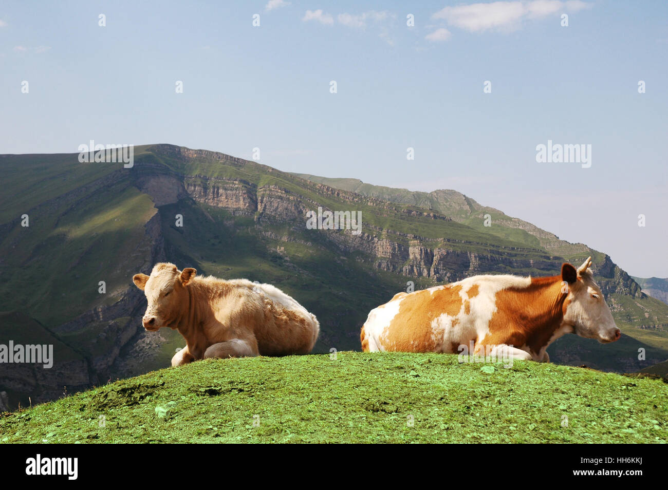 Tow cows hi-res stock photography and images - Alamy