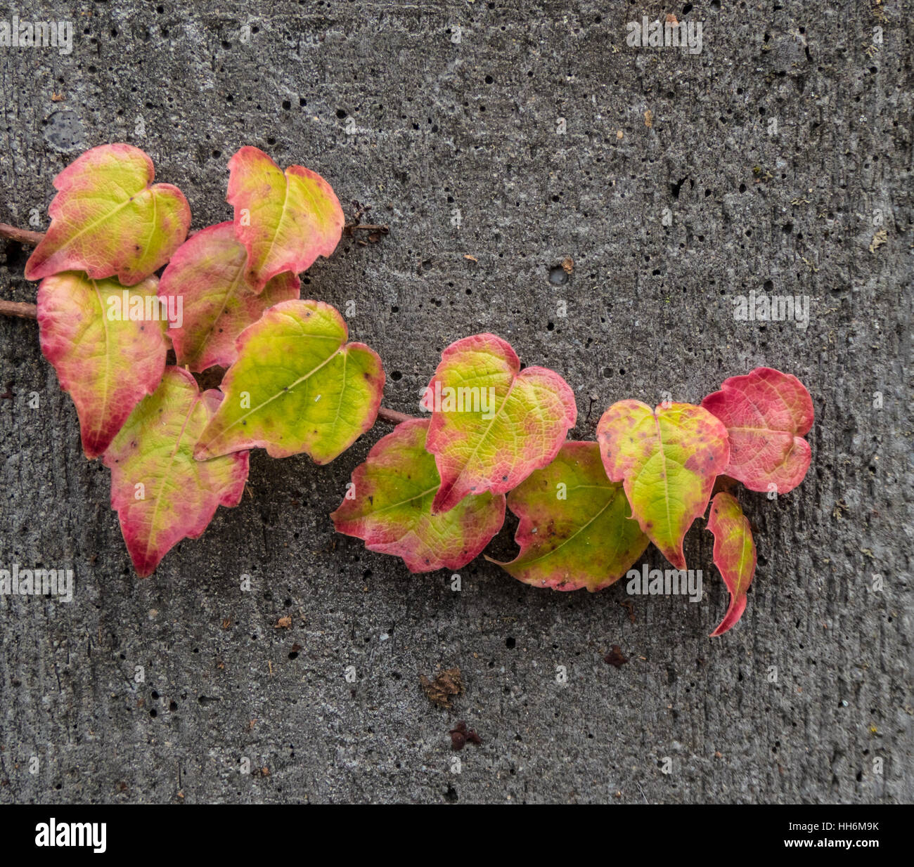 Colourful vine leaves on a concrete wall Stock Photo - Alamy