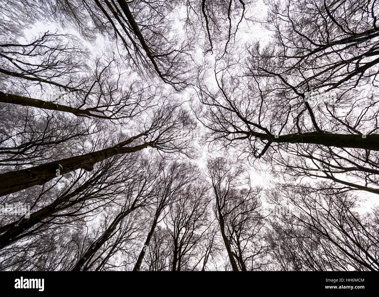 Looking up at the trees in winter Stock Photo - Alamy