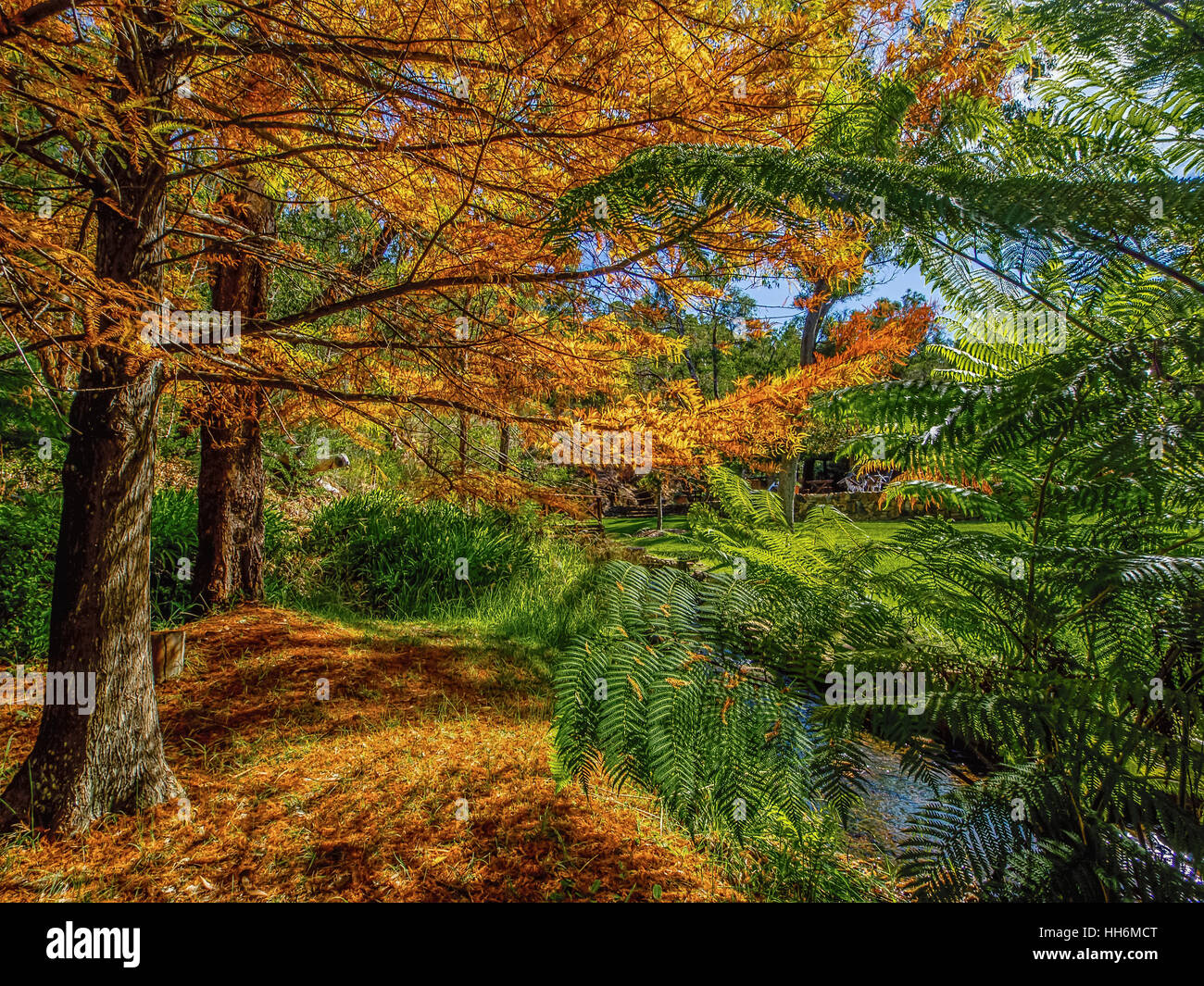 Autumnal Scene in Western Australia Stock Photo - Alamy