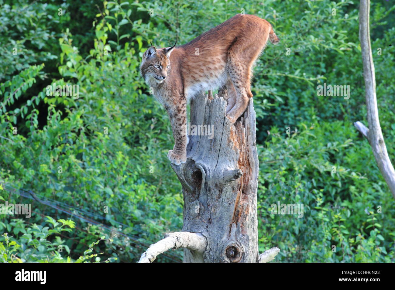 tree, brown, brownish, brunette, skin, predator, wild animal, cat, big ...