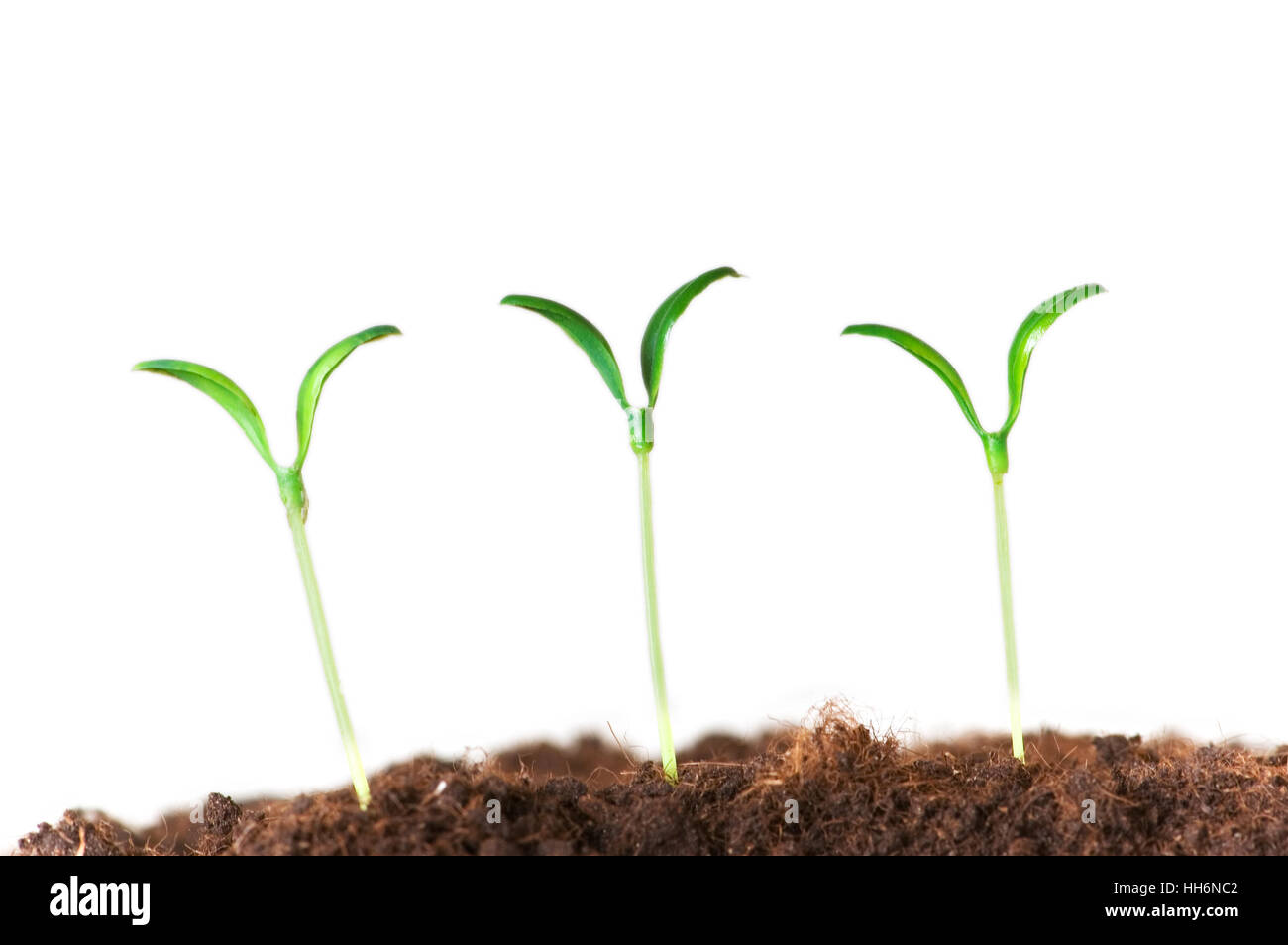 Three seedlings isolated on the white background Stock Photo - Alamy