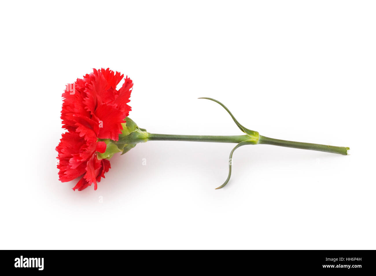 Red carnation isolated on the white background Stock Photo - Alamy