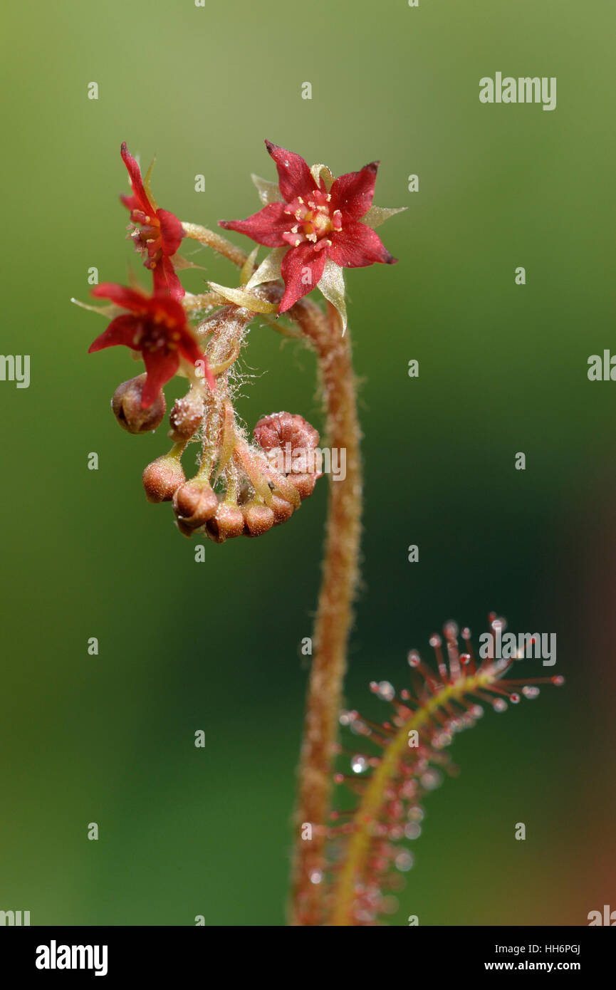 Drosera flower stalk hi-res stock photography and images - Alamy