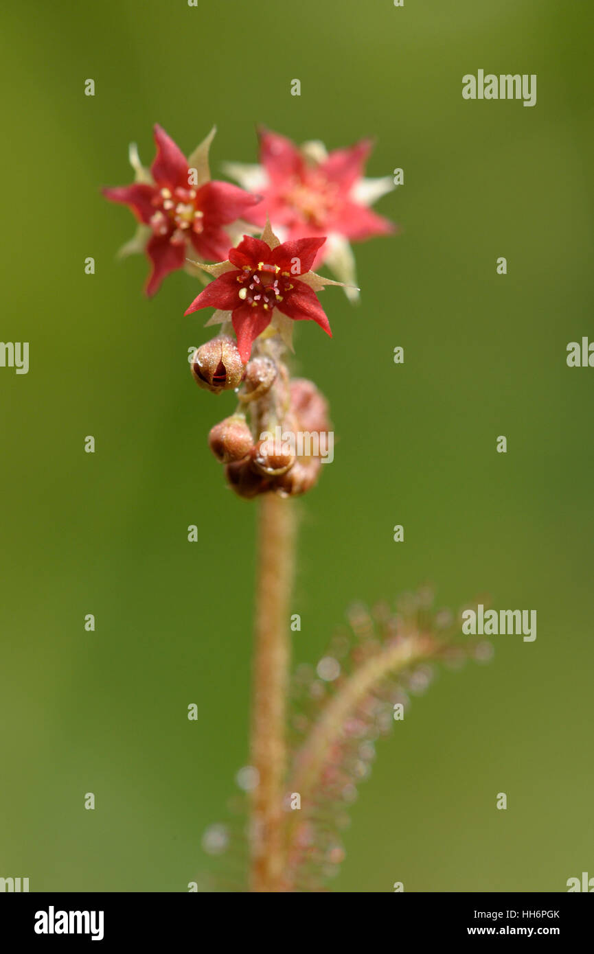 Drosera flower stalk hi-res stock photography and images - Alamy