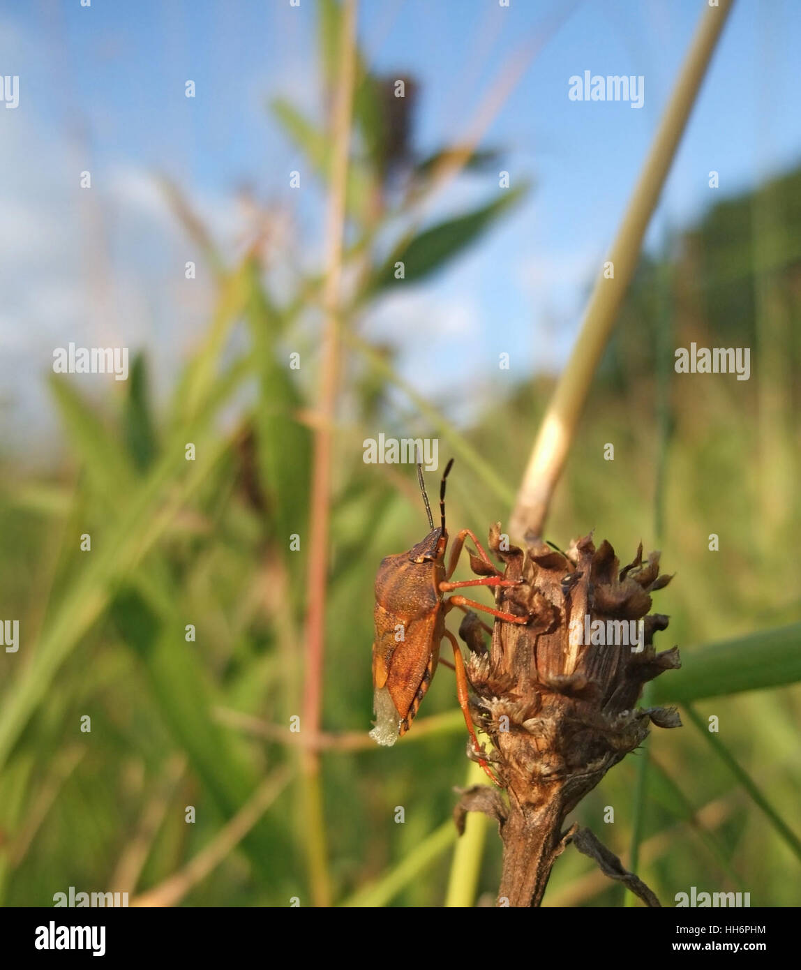 sideways shot of a beetle from the "Pentatomidae" family sitting on a ...