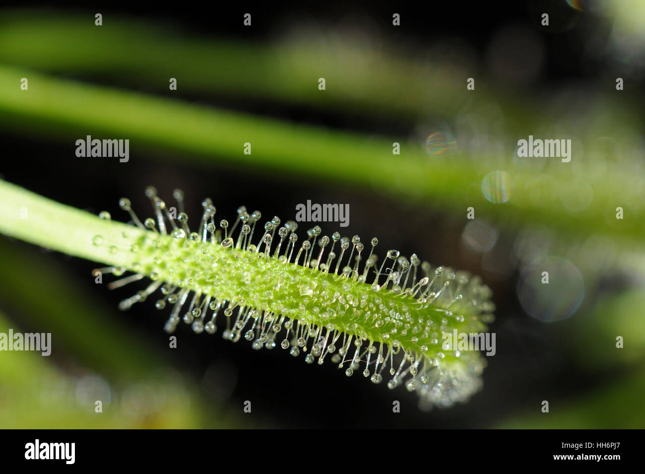 Drosera alba hi-res stock photography and images - Alamy