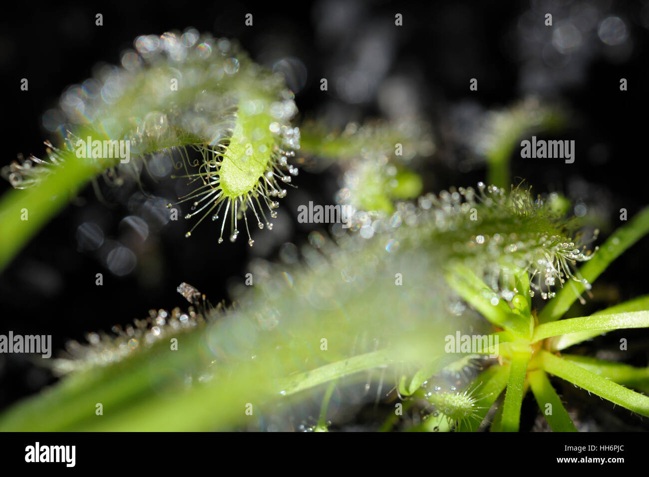 Drosera capensis var. alba Stock Photo - Alamy