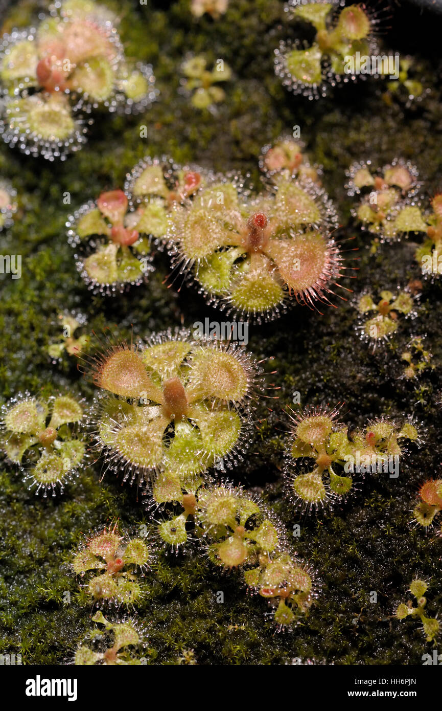 Drosera burmannii 'Humpty Doo' Stock Photo - Alamy
