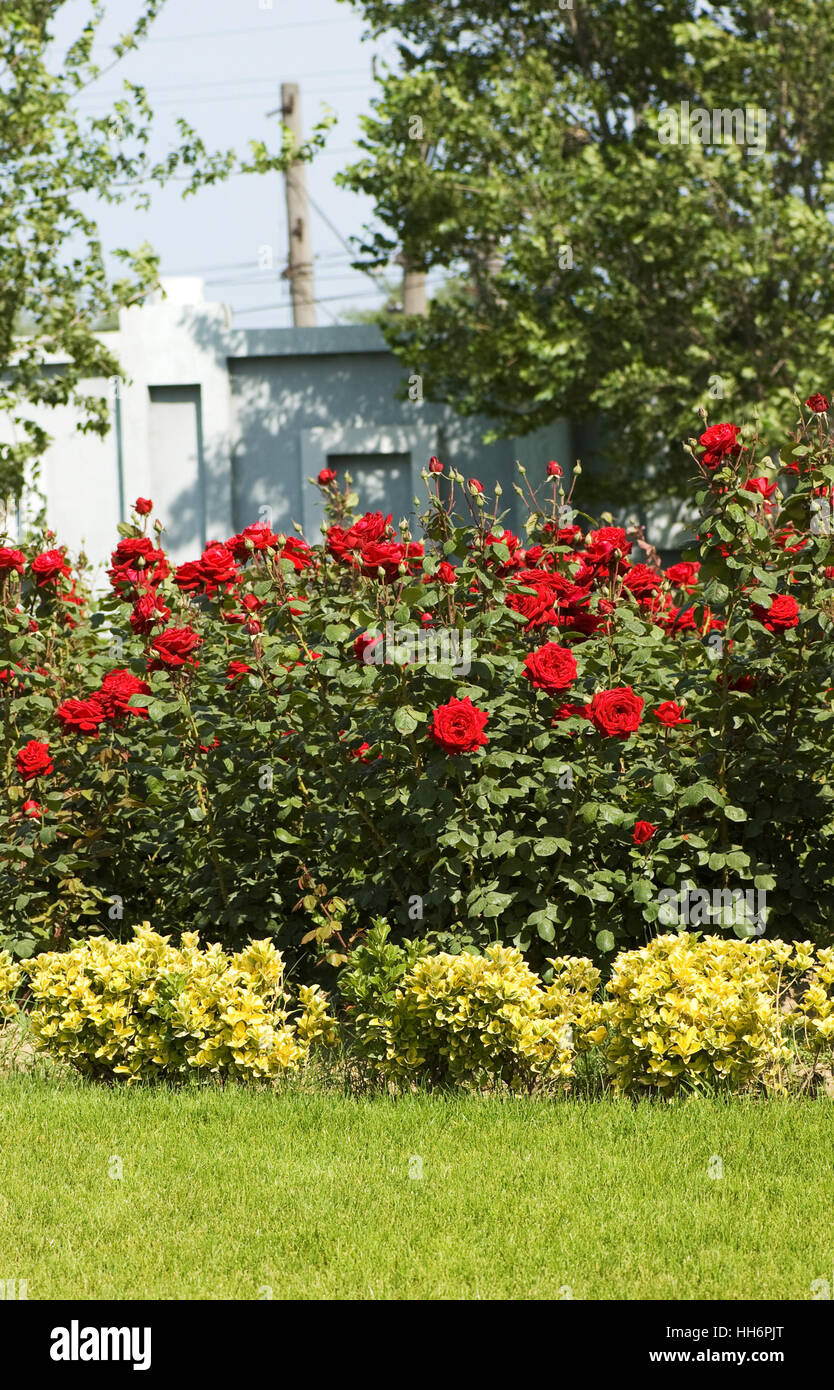 beautiful, beauteously, nice, environment, enviroment, tree, park ...