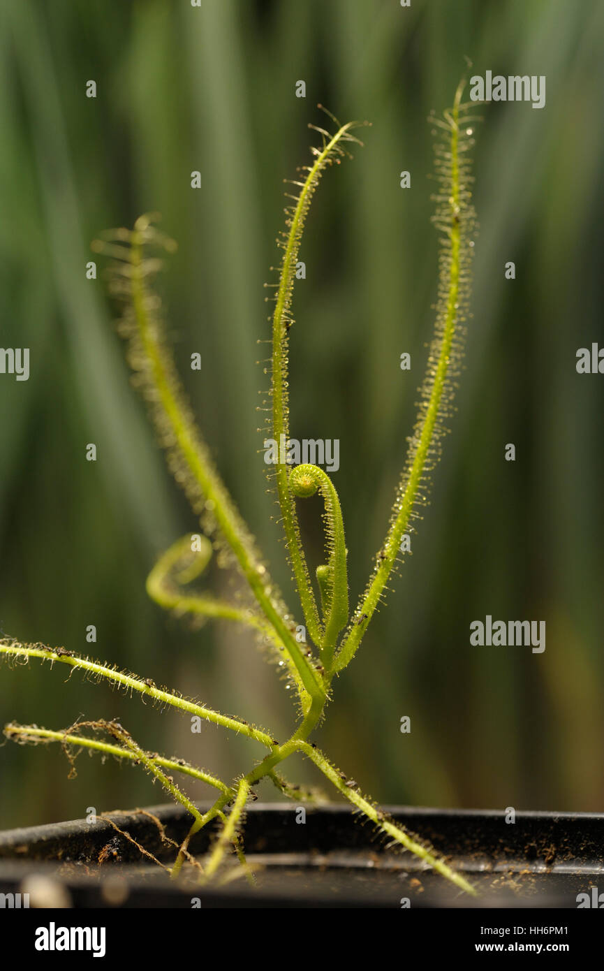 Drosera finlaysoniana formerly Drosera indica 'Green' Stock Photo - Alamy