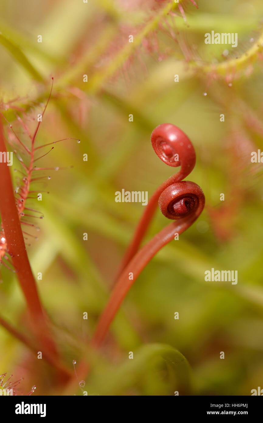 Drosera binata leaf hi-res stock photography and images - Alamy