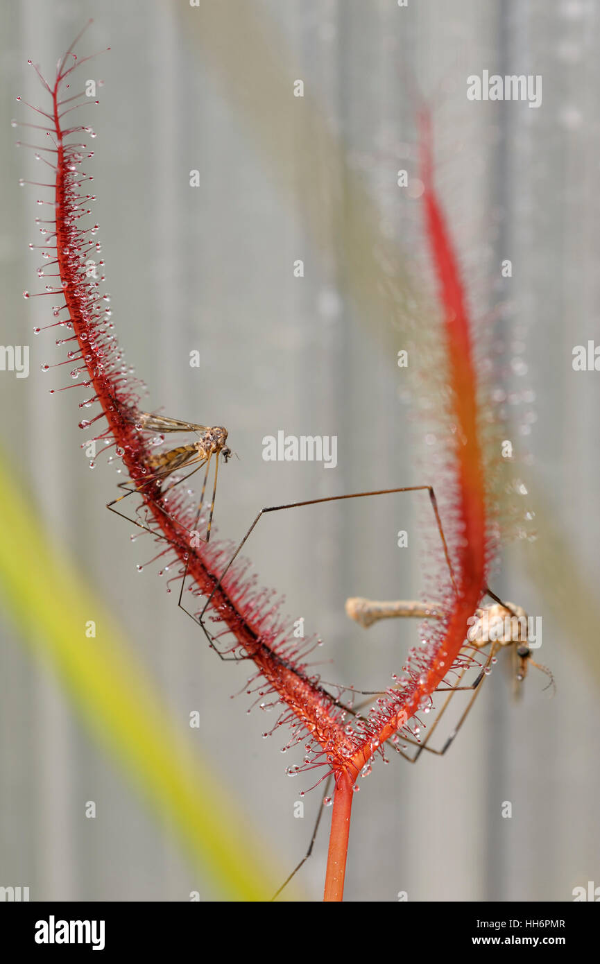 Sundew drosera binata plant hi-res stock photography and images - Alamy