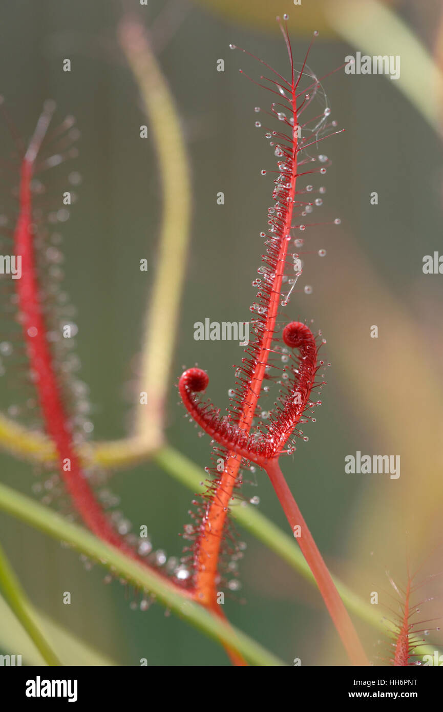 Sundew drosera binata plant hi-res stock photography and images - Alamy