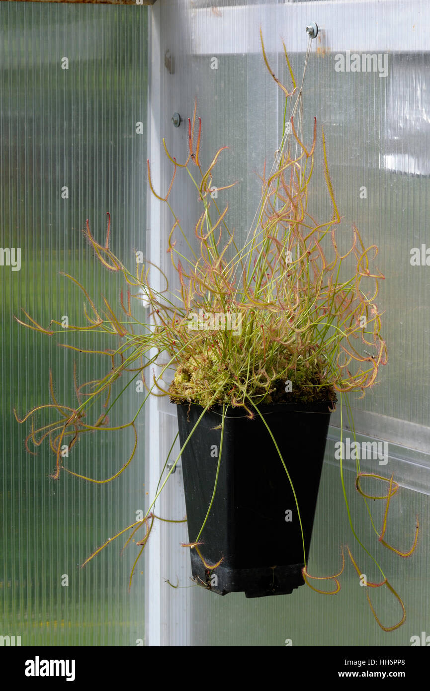 Sundew drosera binata plant hi-res stock photography and images - Alamy