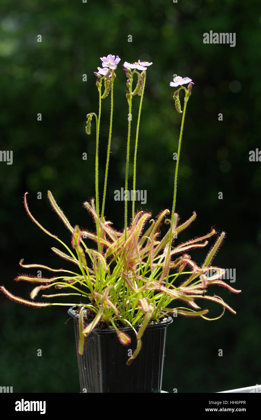 African drosera hi-res stock photography and images - Alamy
