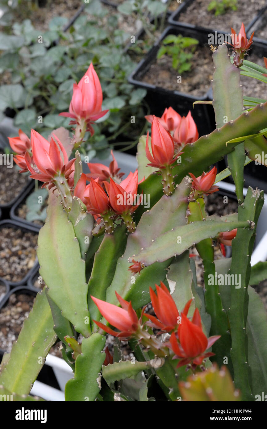 Disocactus hi-res stock photography and images - Alamy