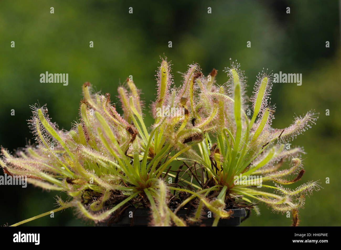 Drosera capensis var. alba / Albino Stock Photo - Alamy