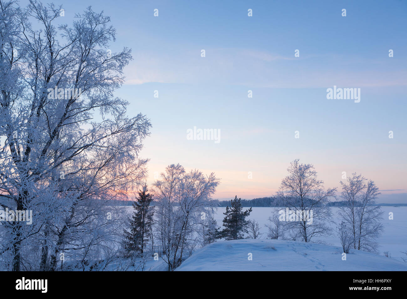 Frozen tree branches Stock Photo - Alamy