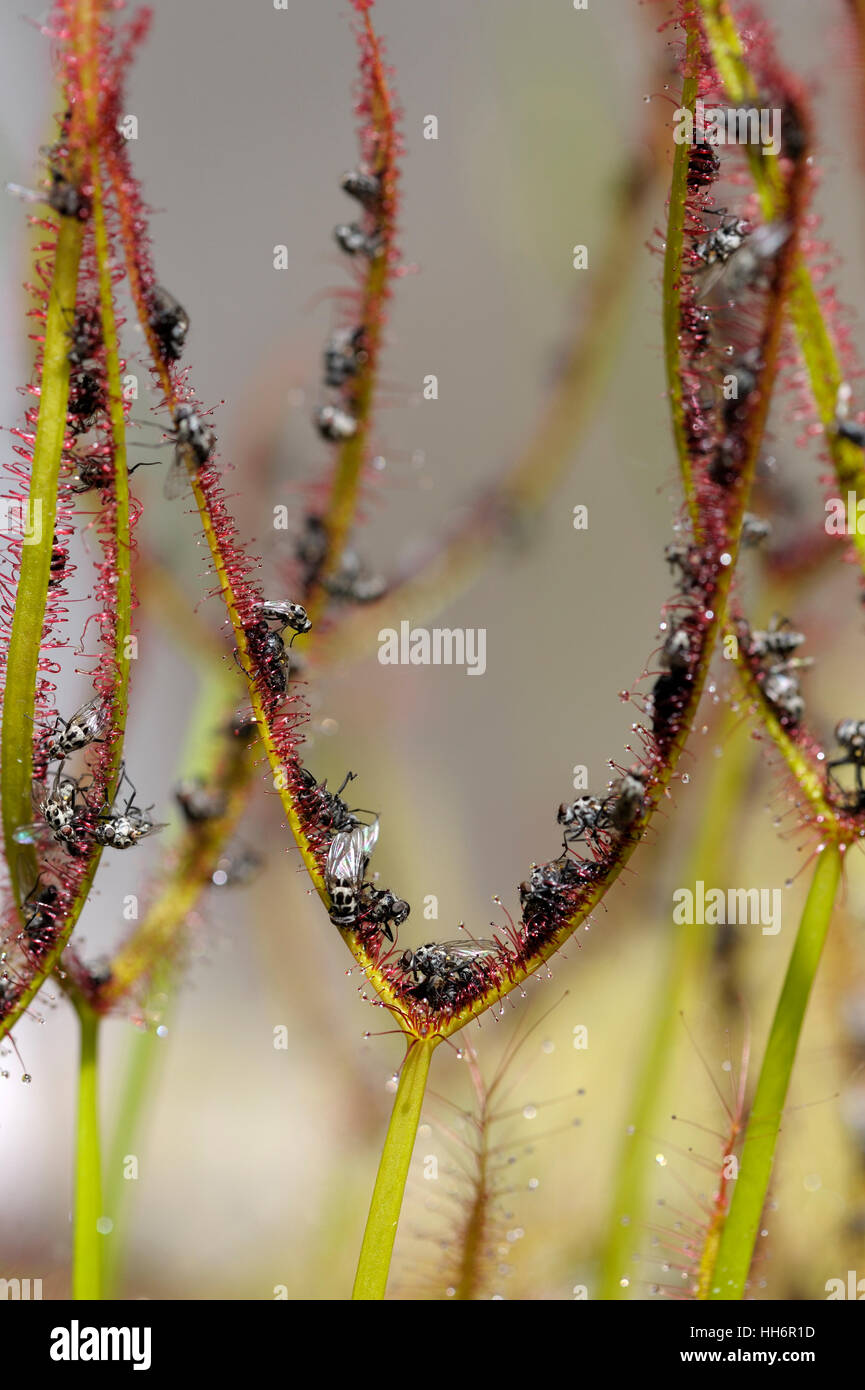 Sundew drosera binata plant hi-res stock photography and images - Alamy