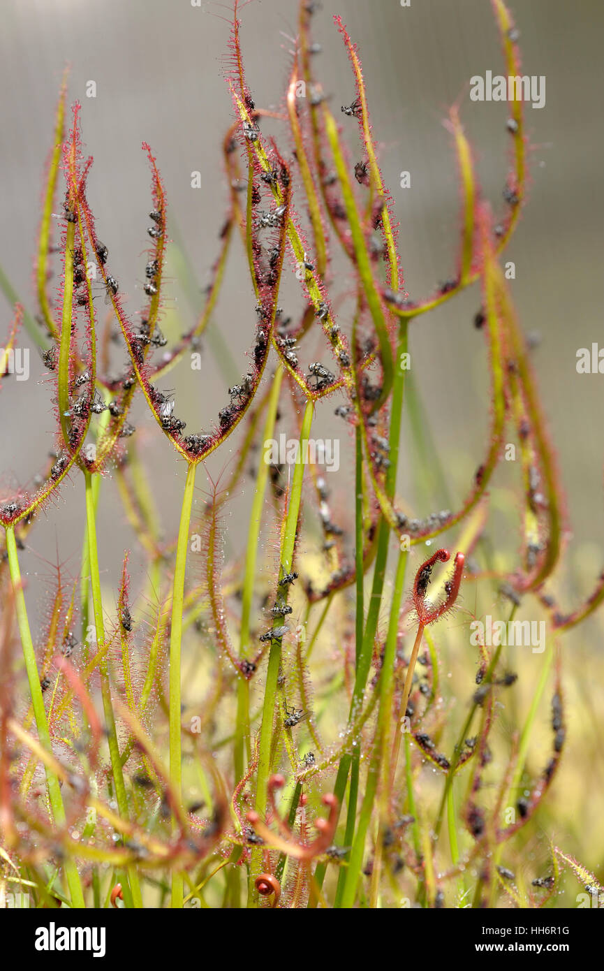 Sundew drosera binata plant hi-res stock photography and images - Alamy