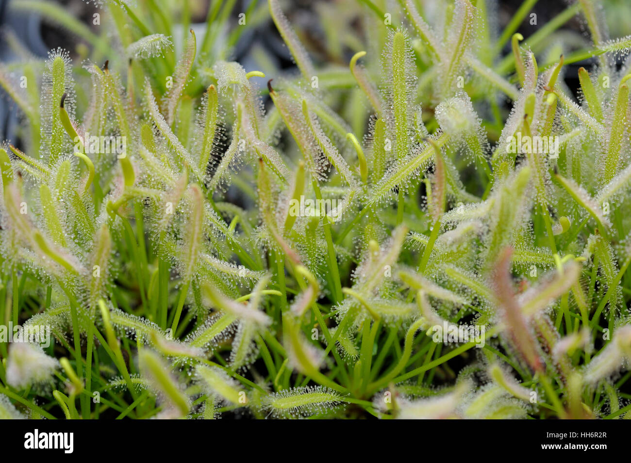 Drosera capensis alba / Albino Stock Photo - Alamy