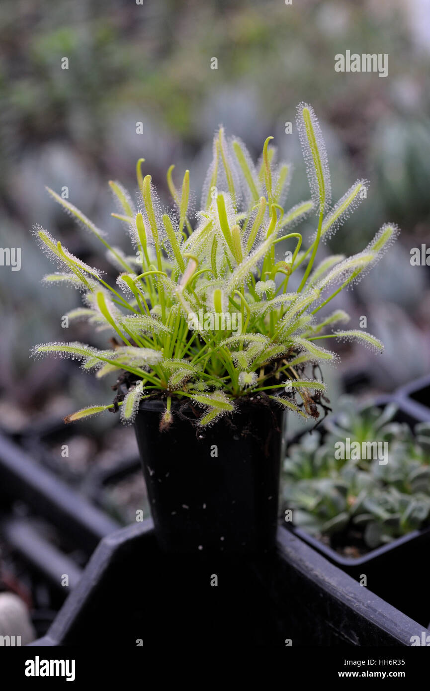 Drosera capensis alba Albino Stock Photo - Alamy