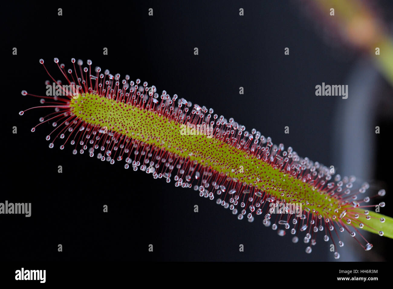 Drosera capensis hi-res stock photography and images - Alamy
