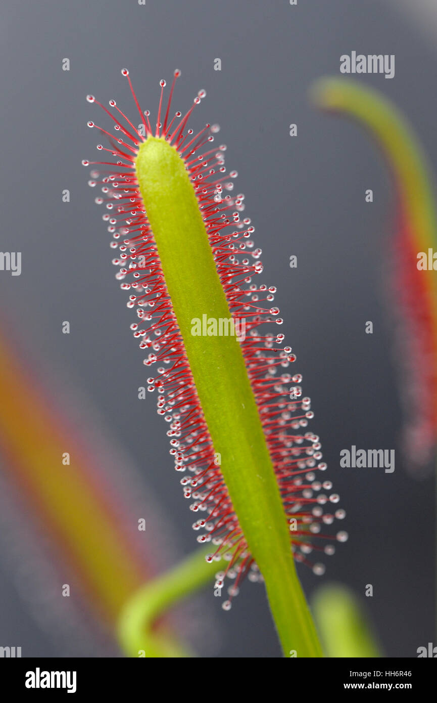 Drosera capensis hi-res stock photography and images - Alamy