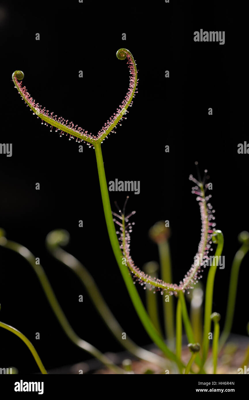 Drosera binata leaf hi-res stock photography and images - Alamy