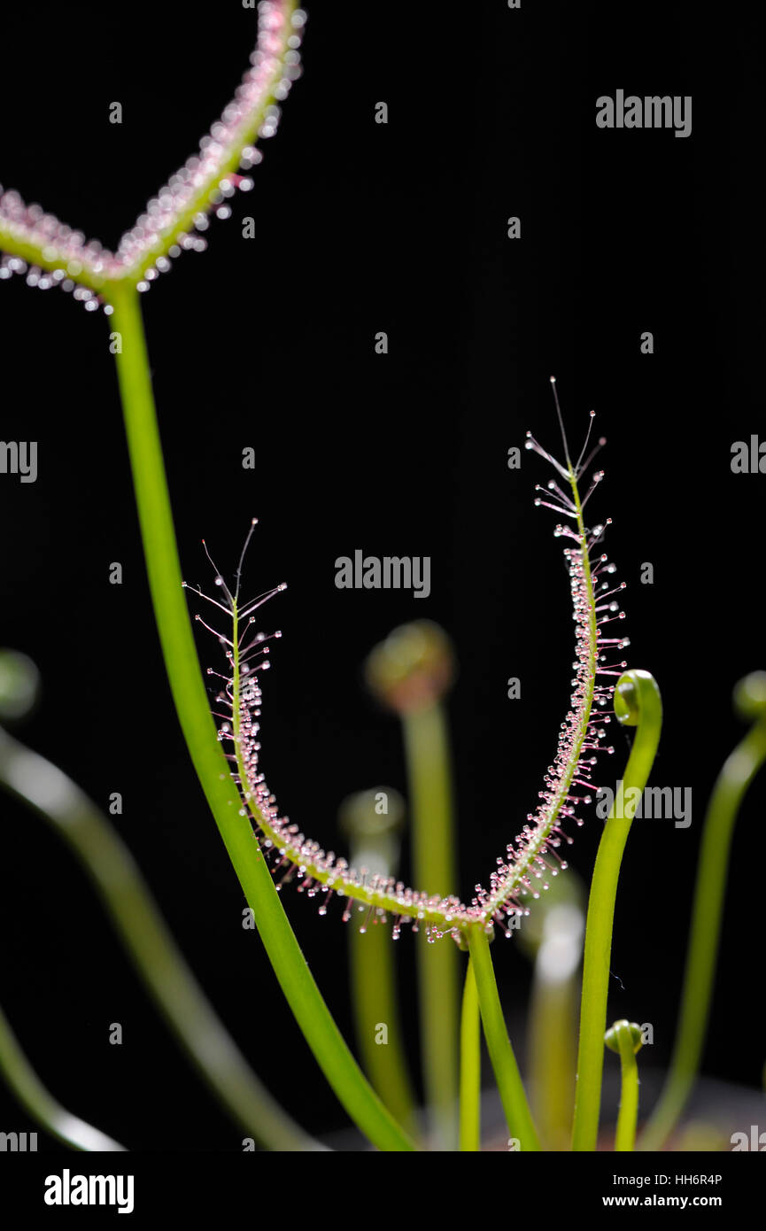 Drosera binata leaf hi-res stock photography and images - Alamy