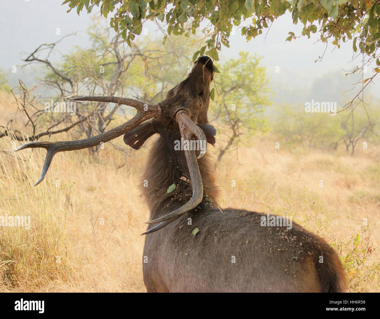 tree, animal, mammal, india, hart, stag, leaf, tree, animal, mammal ...