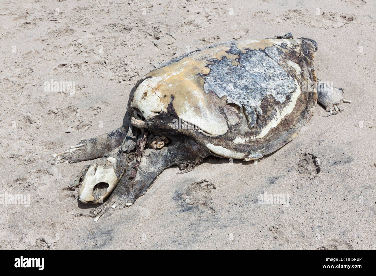 Dead sea turtle Stock Photo - Alamy